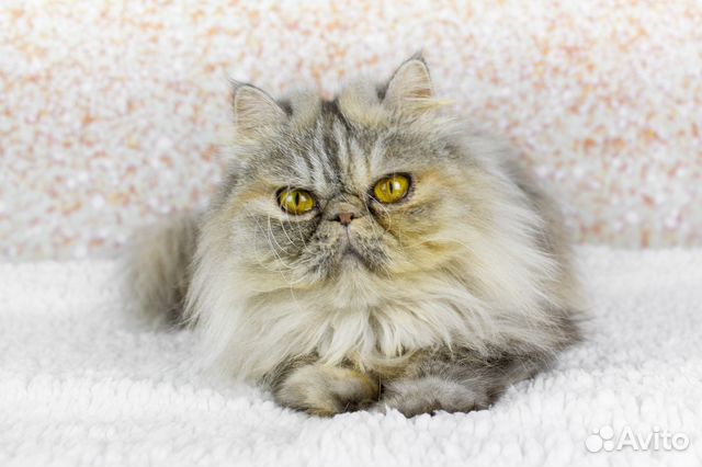 Кошка Мирикл, 2.5 года (из приюта)
