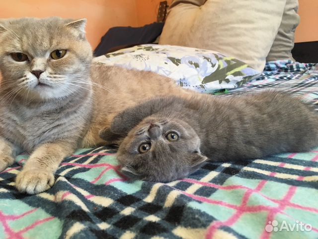 Британские котята