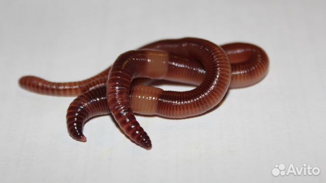 Червь Дендробена крупная