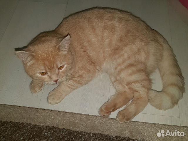 Отдам кота в добрые руки