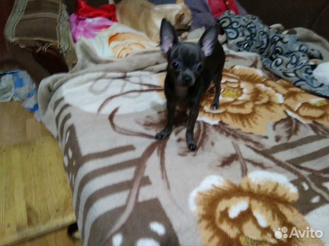 Крохотулька голубая