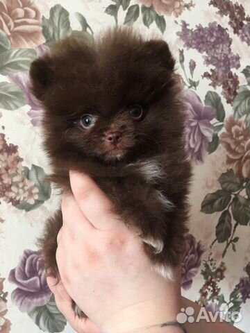 Шоколадные мальчик и девочка