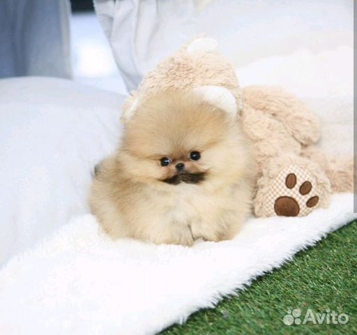 Микро и Мини Мимишки*Доставка