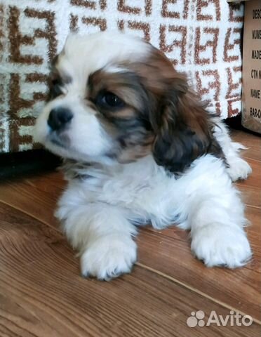 Продам малыша кавалера Кинг Чарльз спаниеля