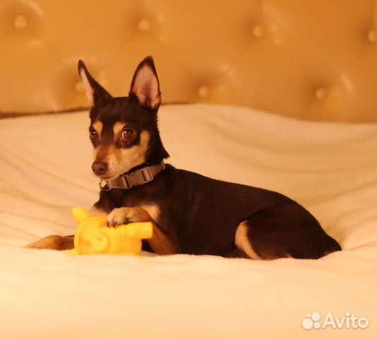 Миниатюрный Геракл-чудо песик ищет дом