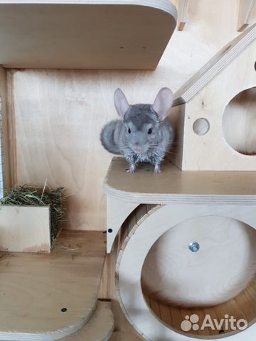 Продам шиншилл вместе с домиком