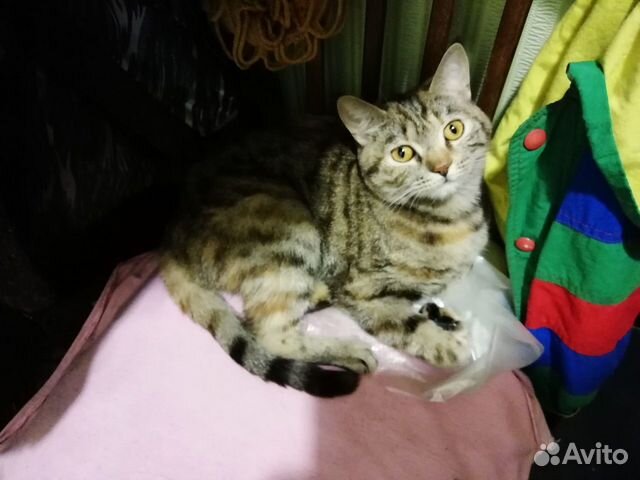 Ласковая кошка Аравийский мау