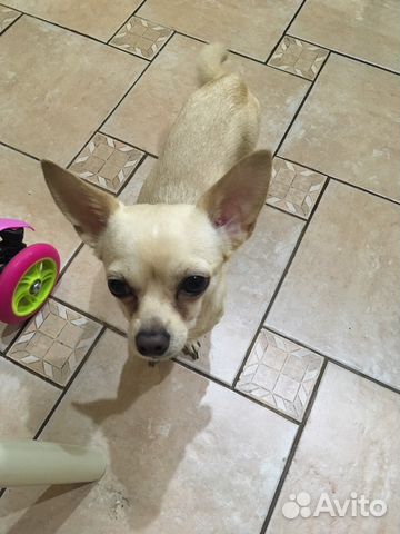 Чихуахуа вязка