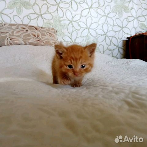 Флеркен