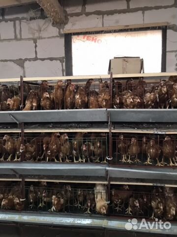 Куры Молодые