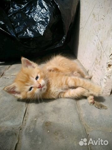 Котенок рыжий мальчик