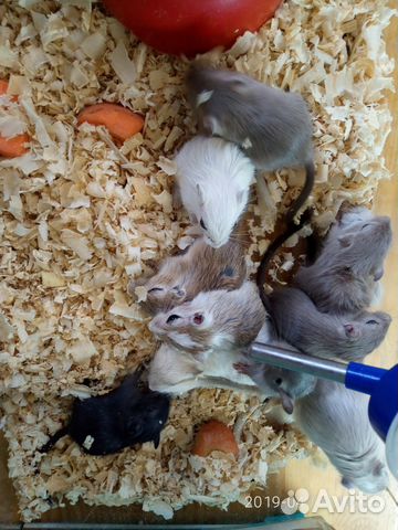 Монгольские песчанки