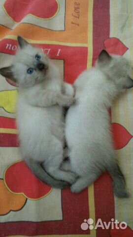 Котенок, Таец