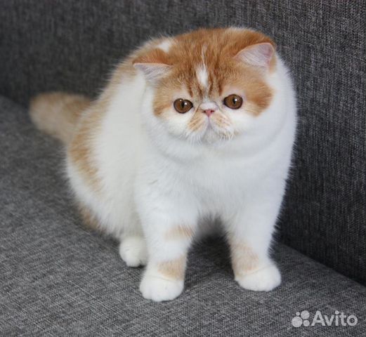 Игорёк (Гарри)