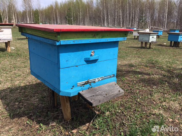 Пчелосемьи