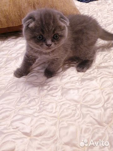 Котик вислоухий