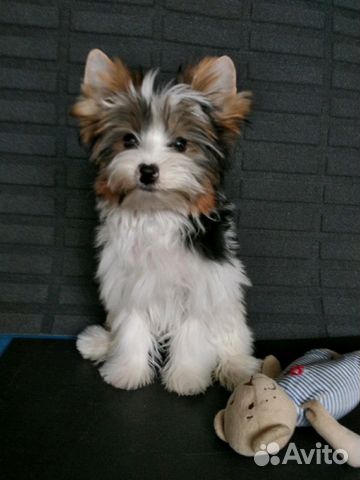 Мальчуган бивер-йорка