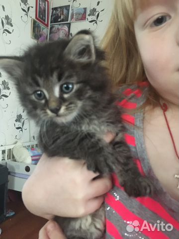 Котята нибелунг