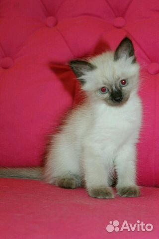 Милые тайские котята