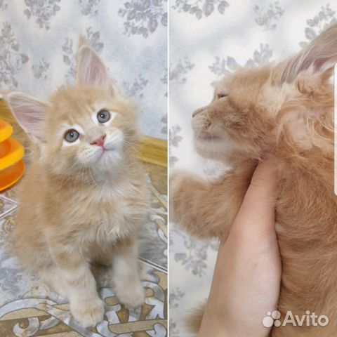 Котик Мейн-кун Breed/Show класса
