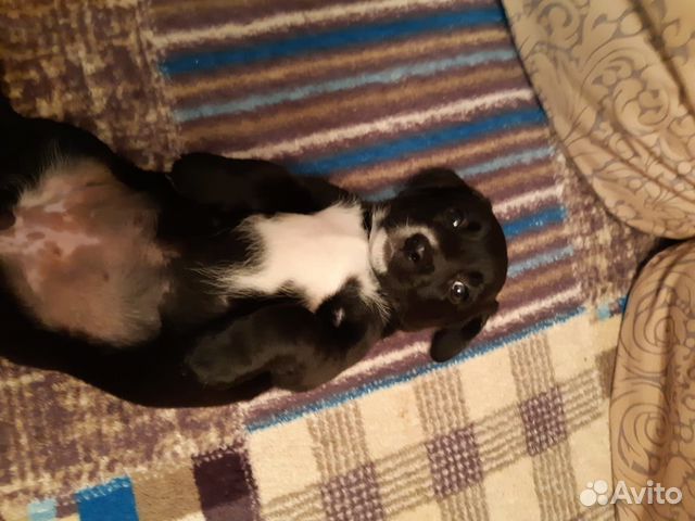 Щенок девочка