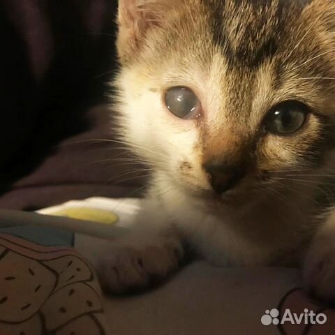 Котенок 2 месяца