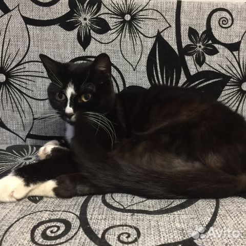 Кошка Дафна