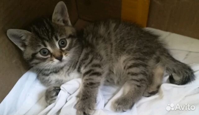 Котята почти породистые в дар
