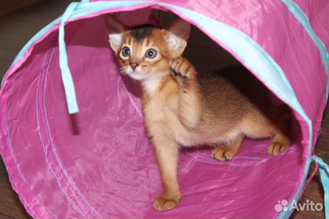 Абиссинские котята из питомника