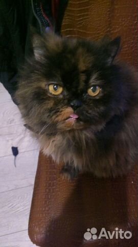 Отдам в хорошие руки перса