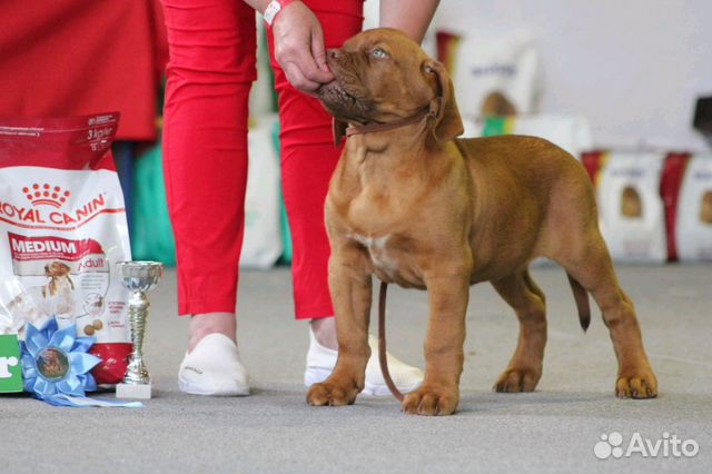 Бордоский дог