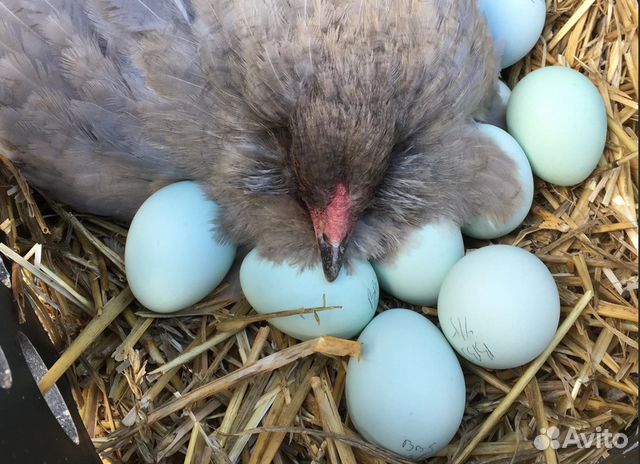 Инкубационные яйца куриц породы Амераукана
