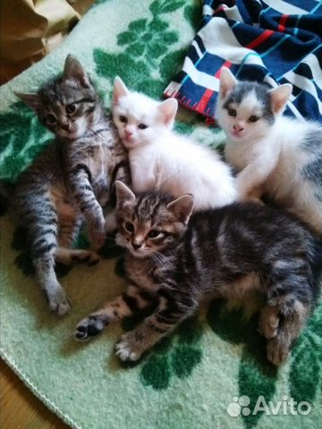 Котята