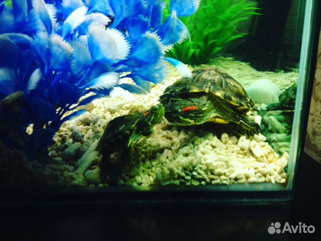 Аквариум 30-35л. +2 красноухие черепахи, девочки