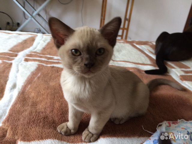 Бурманская