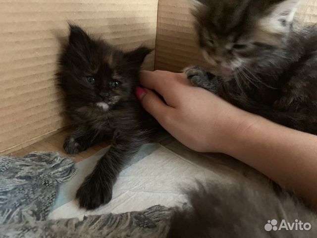 Открыт резерв 3 невероятно красивых котят,мейн-кун