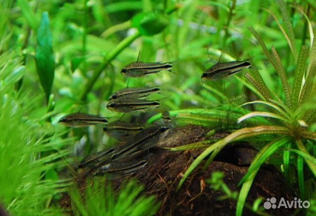 Сомики Пигмеи