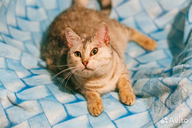 Лучшая из Муррварда