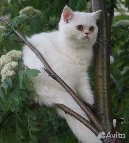 Киса Алиса ждет своего хозяина