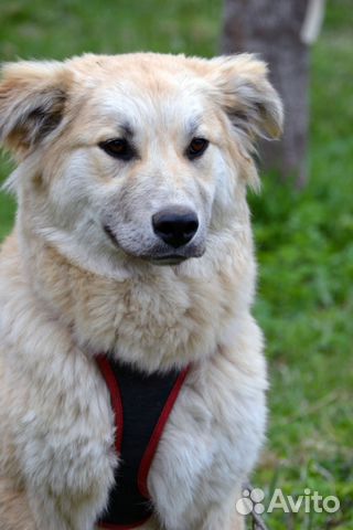 Спасенные щенки возр. 7 мес