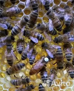 Пчелиные плодные матки, карника бакфаст