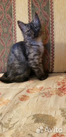 Котенок девочка британка метиска дымчатая 2,5мес з