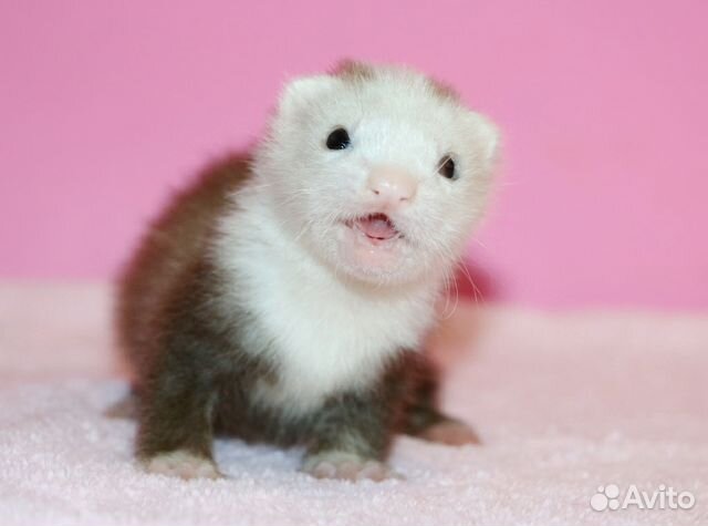 Стандартные и ангорские хорьки