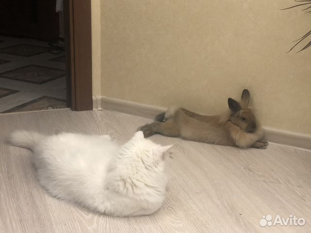 Кролик декоративный