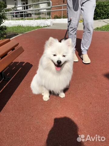 Шпиц для вязки