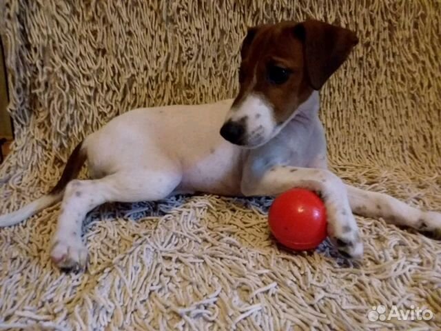 Фокстерьер 2,5 месяца. Сука