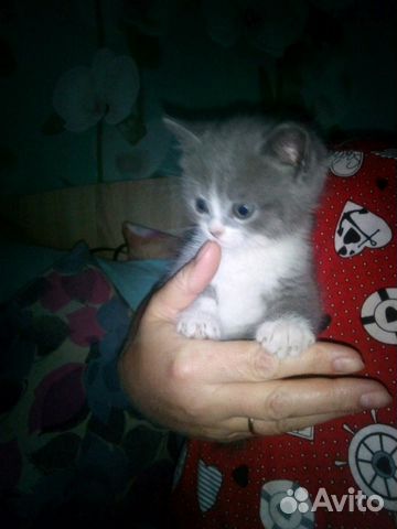 Милые плюшки