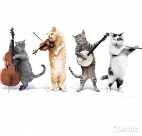 Котята, кошки, коты всех расцветок на фото
