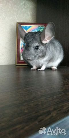 Шиншилла, девочка 3 месяца, окрас - классика