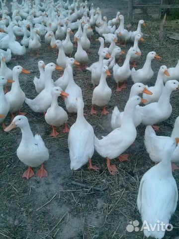 Утки живьем забой цена за голову домашнии